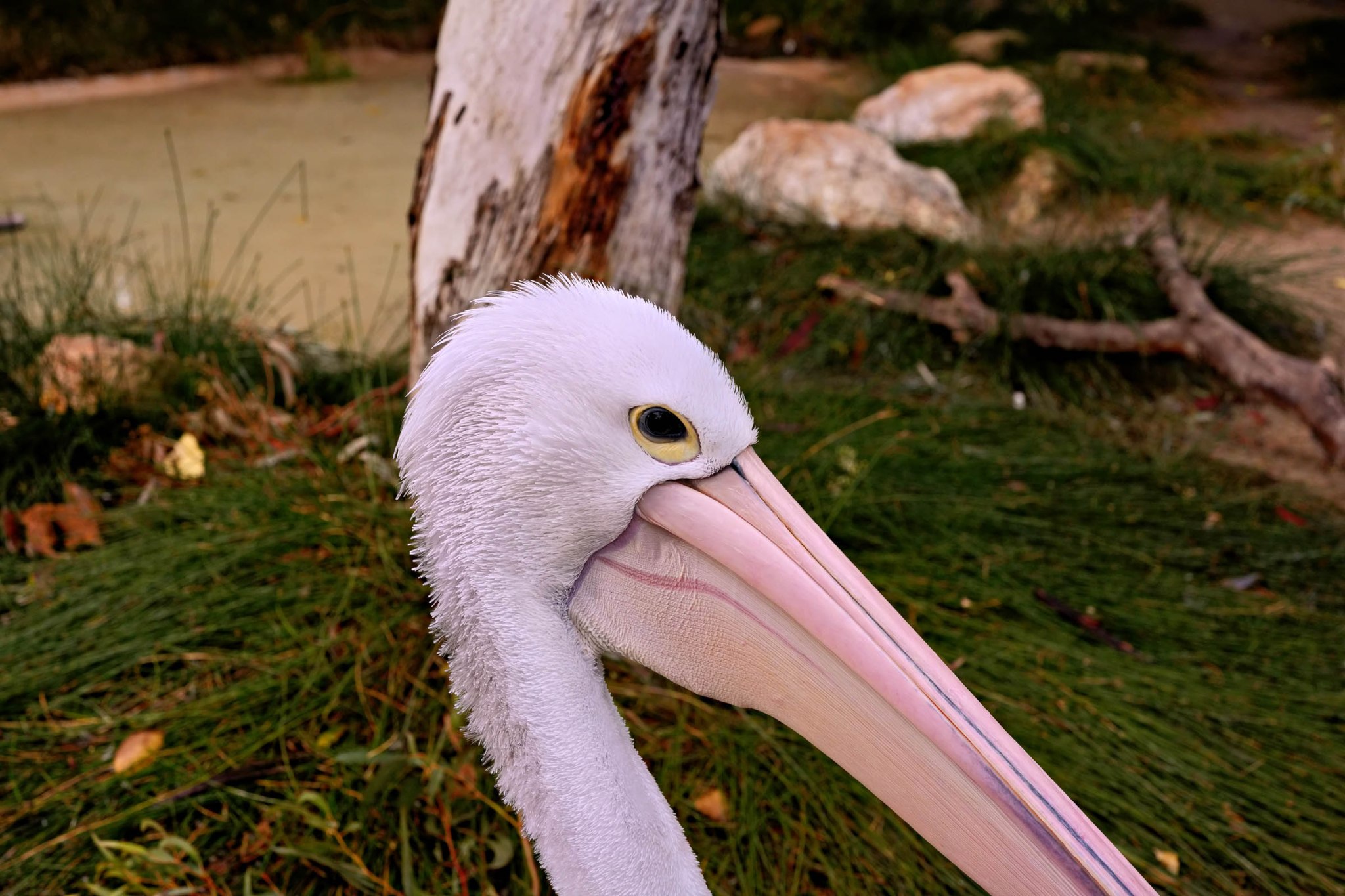 Adelaide Pie Floater – Yummy Lummy